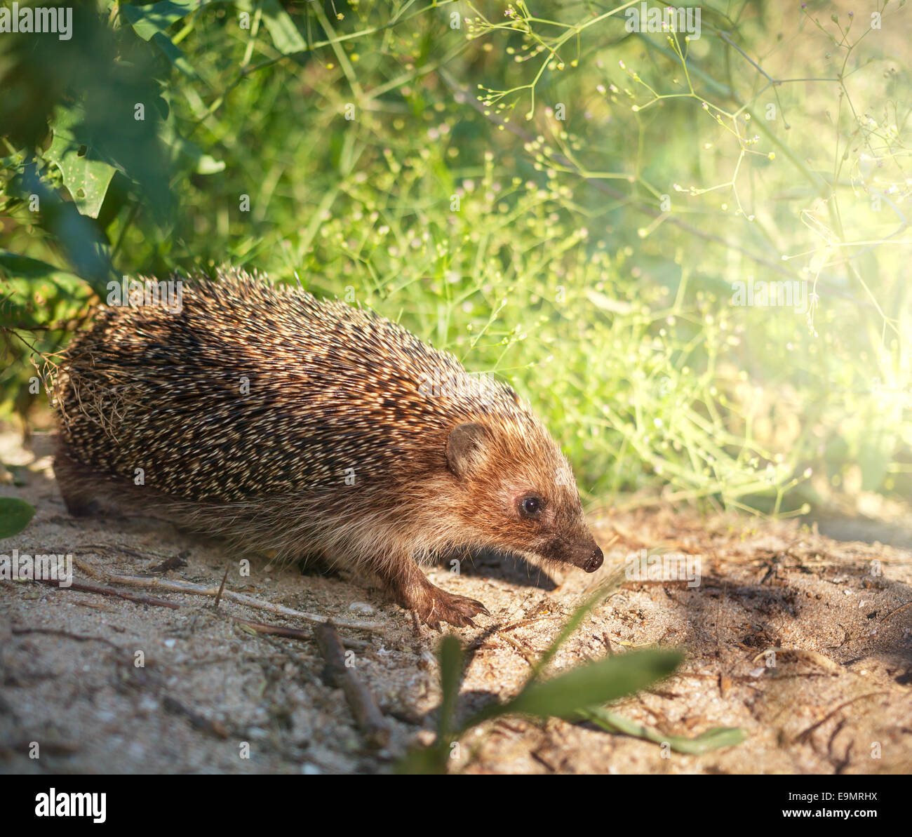 Igel niedlich -Fotos und -Bildmaterial in hoher Auflösung – Alamy