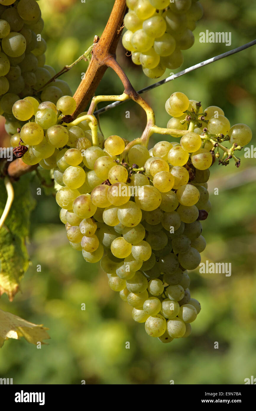 Reben Essen Trinken Stockfotos und -bilder Kaufen - Alamy