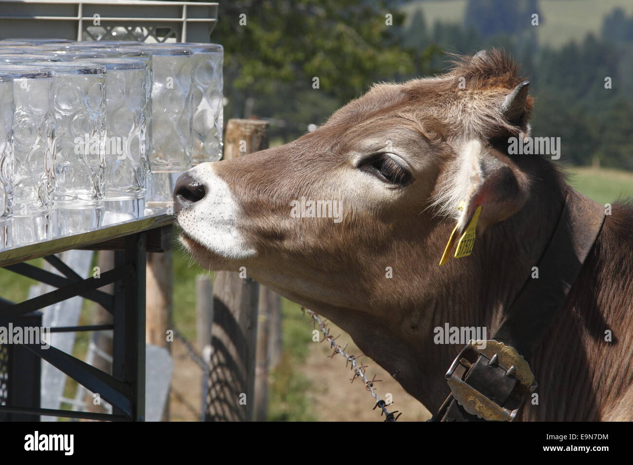 Kuh eins -Fotos und -Bildmaterial in hoher Auflösung – Alamy