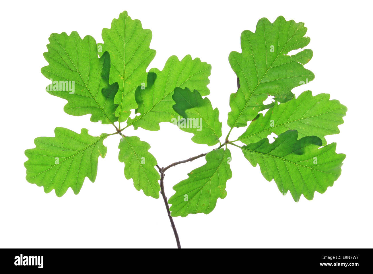 Laub eiche -Fotos und -Bildmaterial in hoher Auflösung - Seite 2 - Alamy