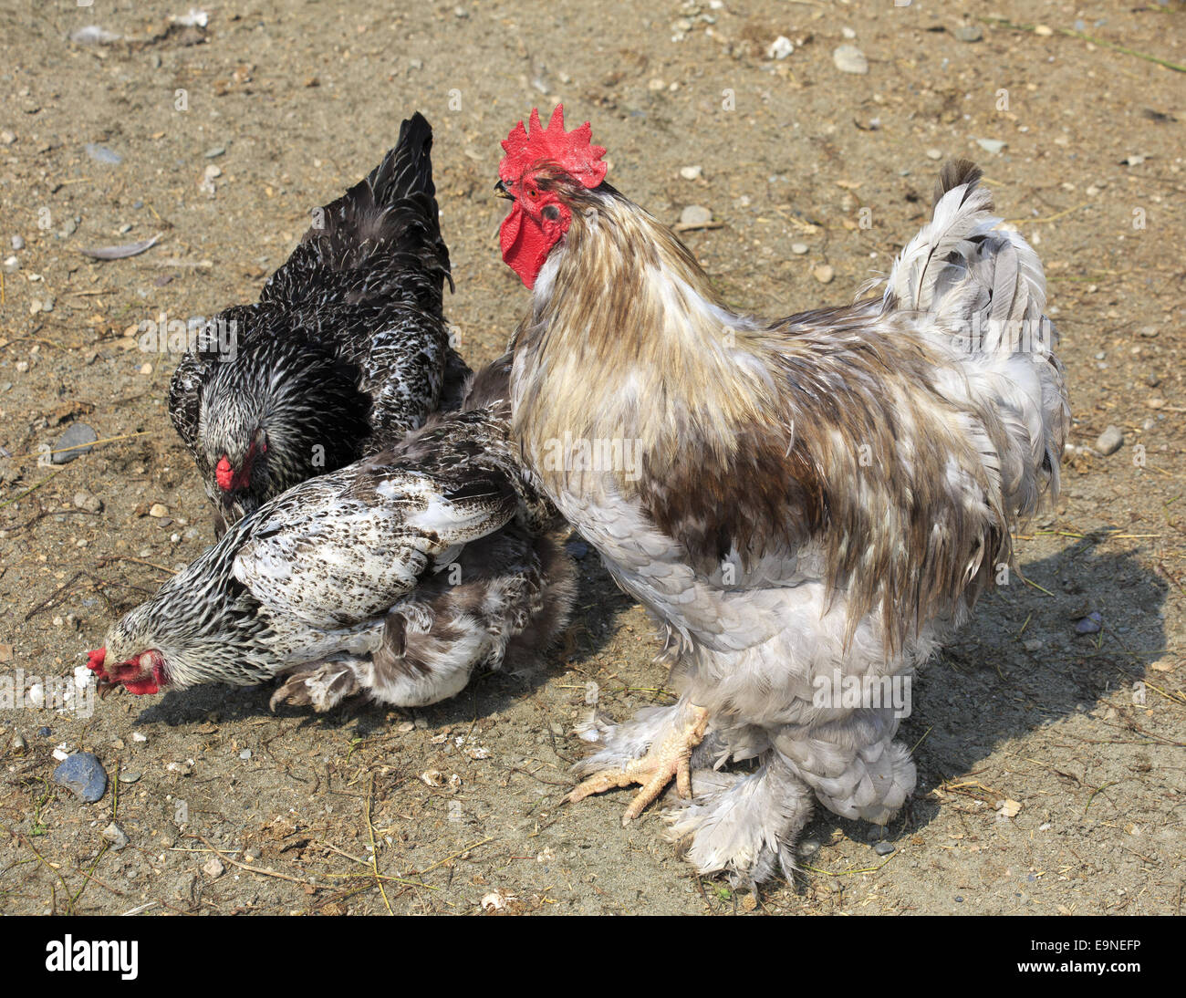 Cochin hahn -Fotos und -Bildmaterial in hoher Auflösung – Alamy