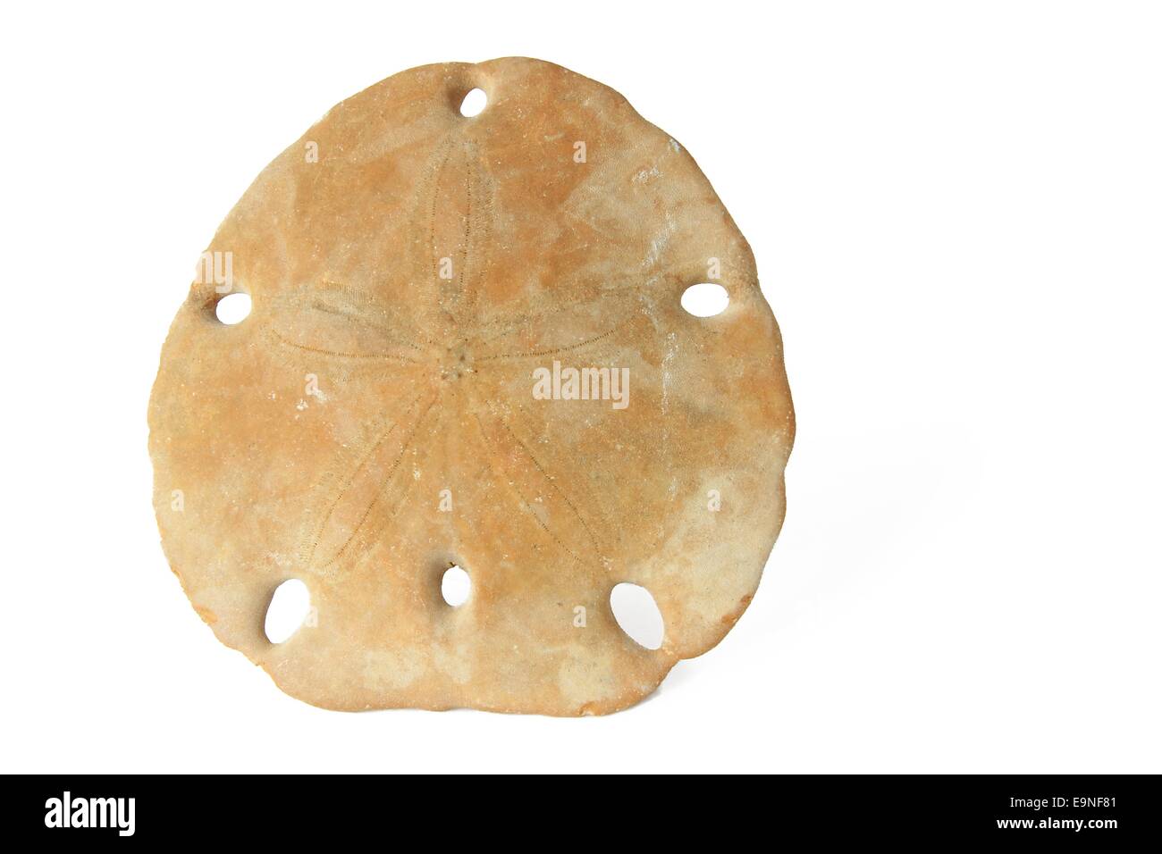 Versteinert tiere -Fotos und -Bildmaterial in hoher Auflösung – Alamy