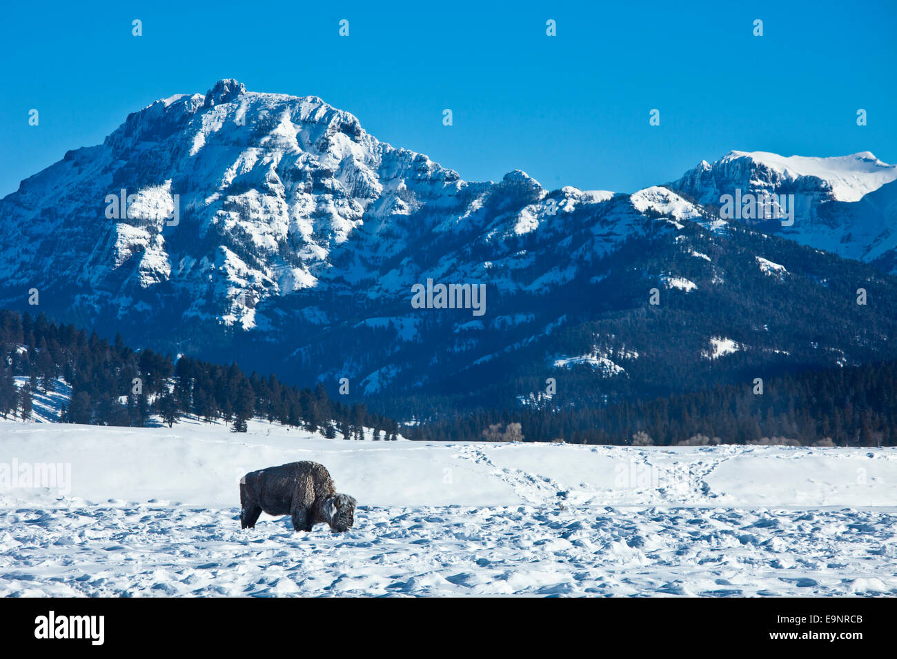 Bison im winter -Fotos und -Bildmaterial in hoher Auflösung – Alamy