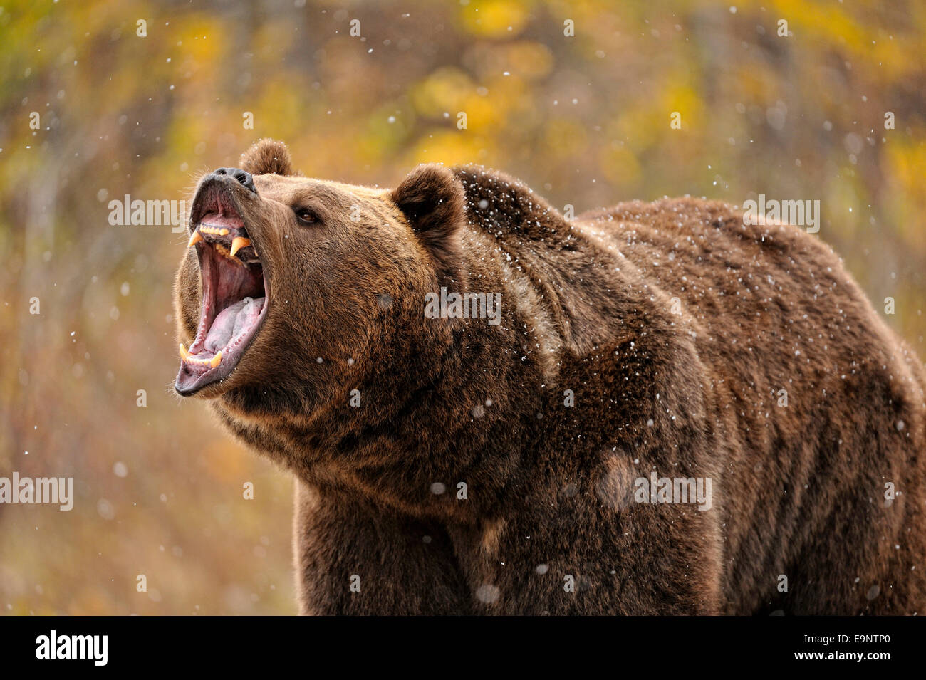 Grizzly Bär (Ursus Arctos) im späten Herbst Gebirgs-Lebensraum ...
