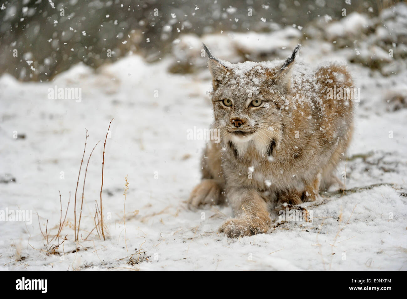 Kanadischer Luchs (Lynx Canadensis) im späten Herbst Gebirgs-Lebensraum ...