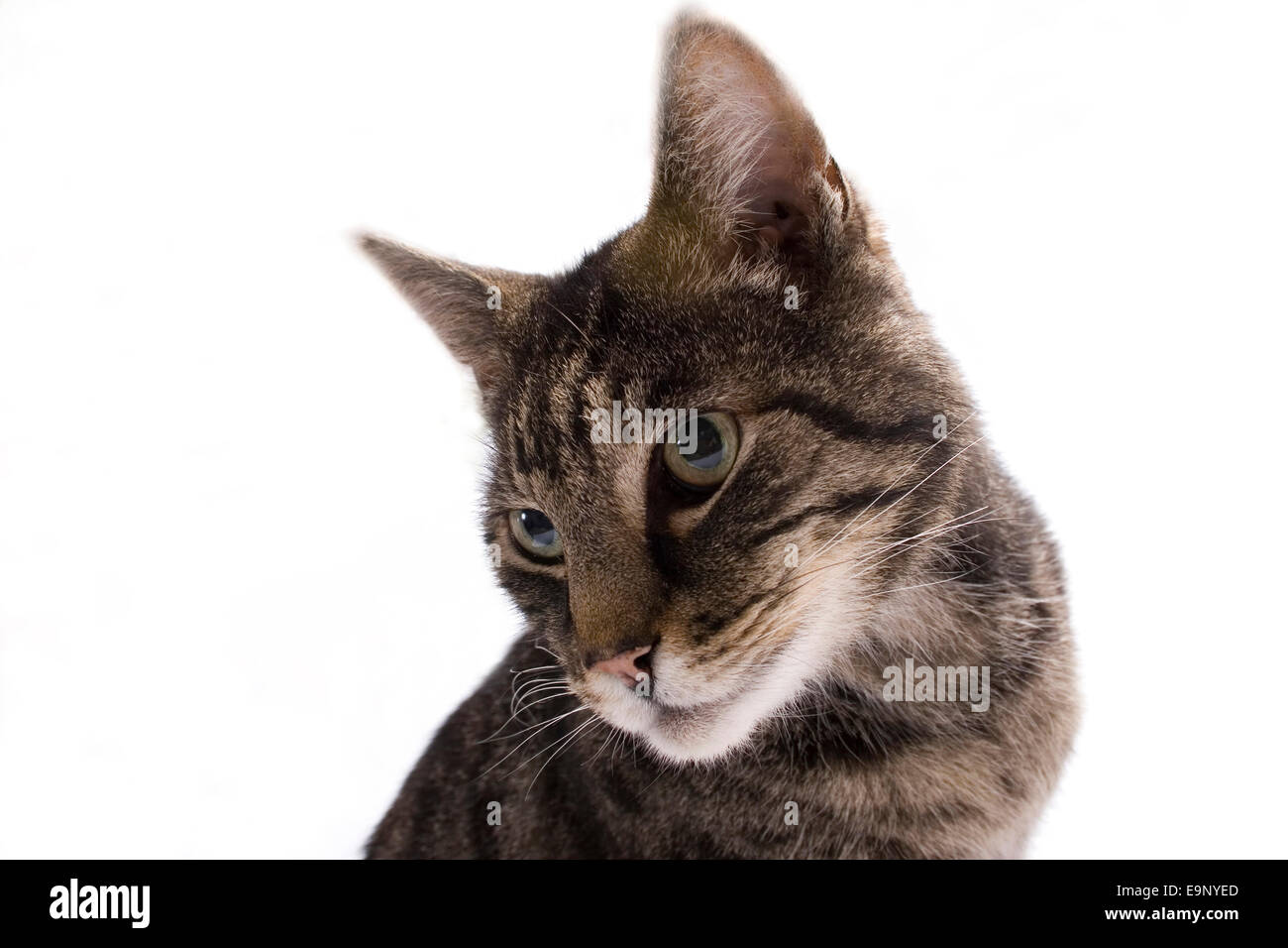 In der tabby katzen lounge -Fotos und -Bildmaterial in hoher Auflösung ...