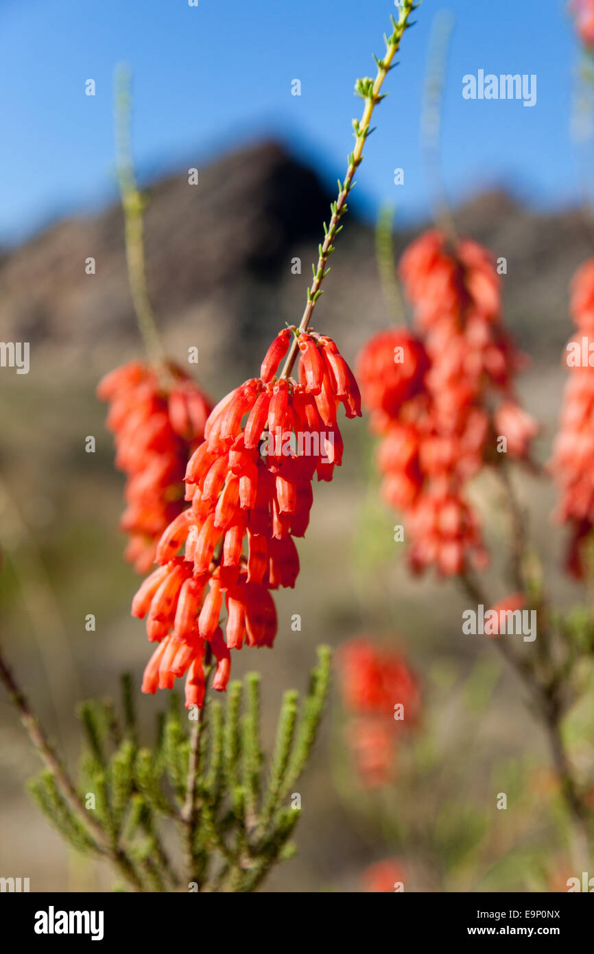Red erica -Fotos und -Bildmaterial in hoher Auflösung – Alamy