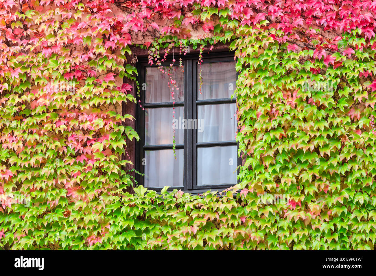 Altes haus mit efeu -Fotos und -Bildmaterial in hoher Auflösung – Alamy