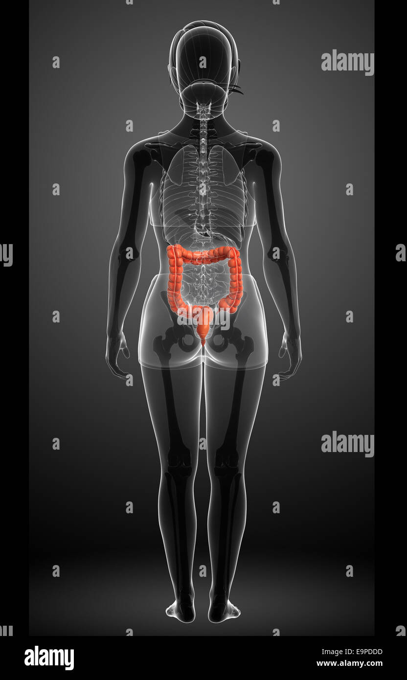 Abbildung des Dickdarms Anatomie Stockfotografie - Alamy