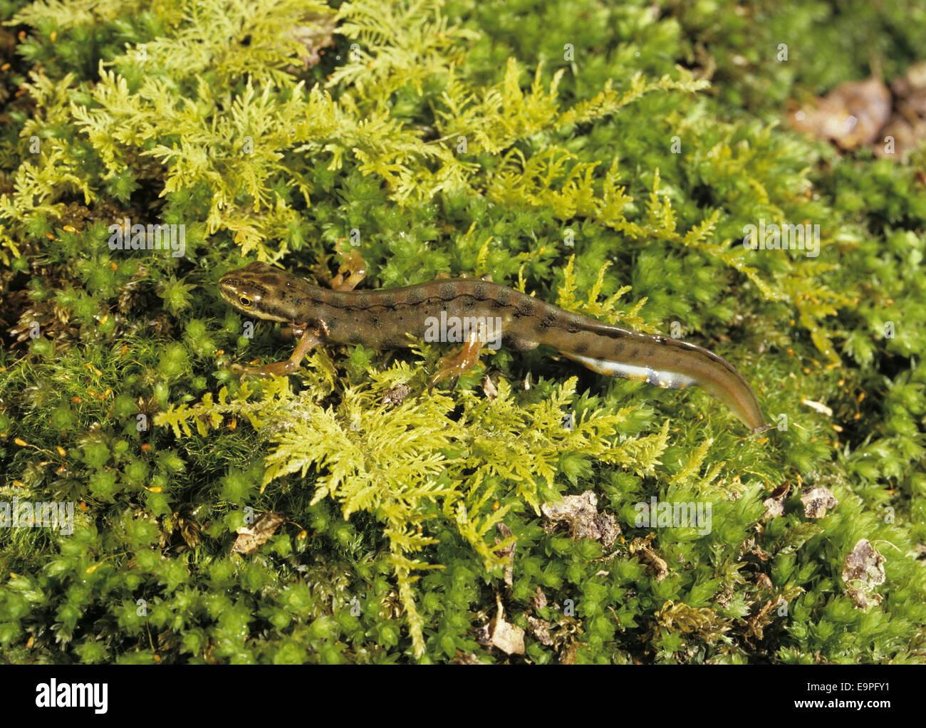 Triturus vulgaris vulgaris -Fotos und -Bildmaterial in hoher Auflösung ...