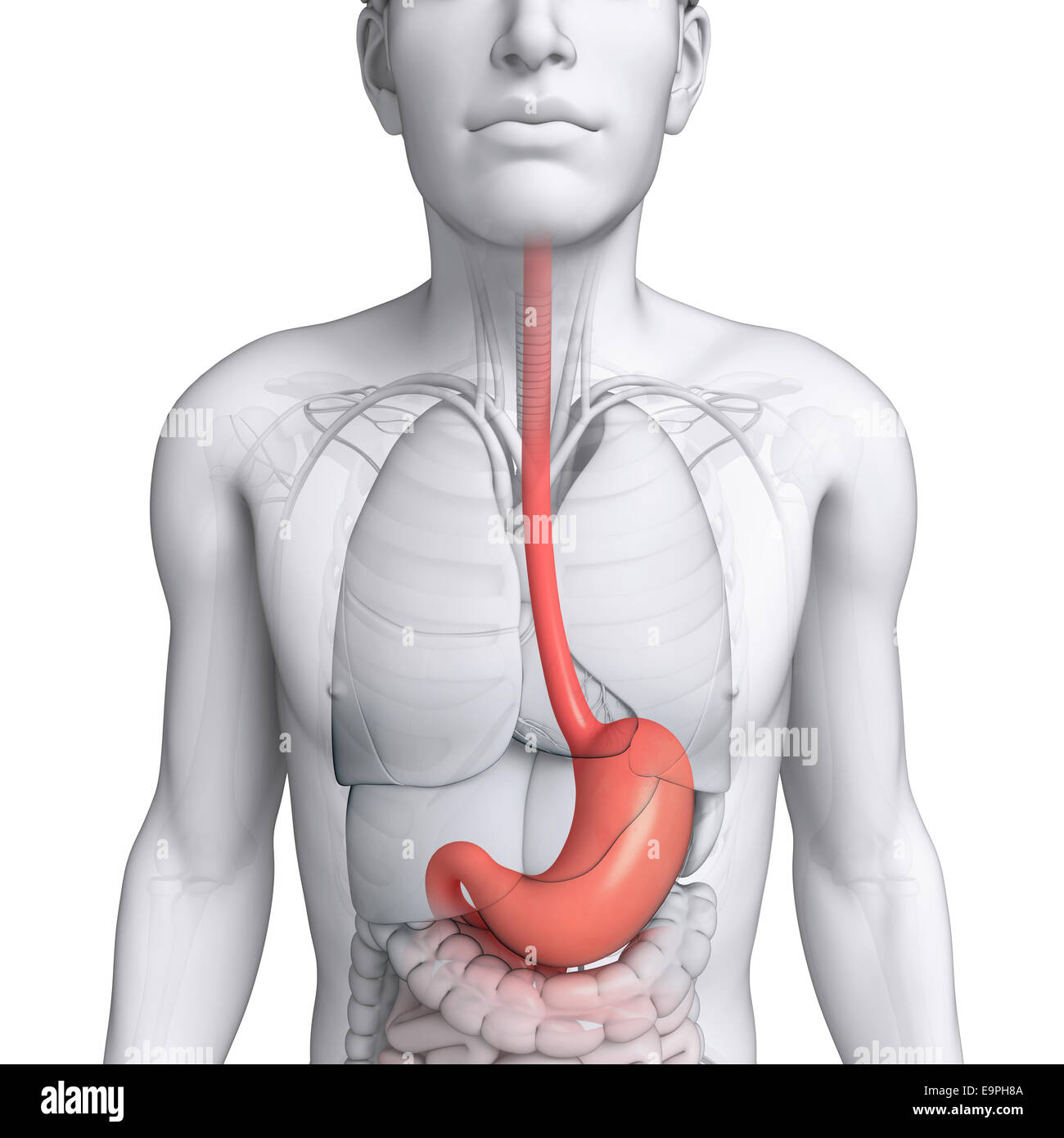 Magen anatomie -Fotos und -Bildmaterial in hoher Auflösung – Alamy