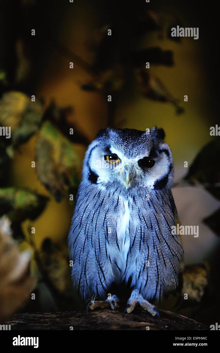 Dunkelheit eule -Fotos und -Bildmaterial in hoher Auflösung – Alamy