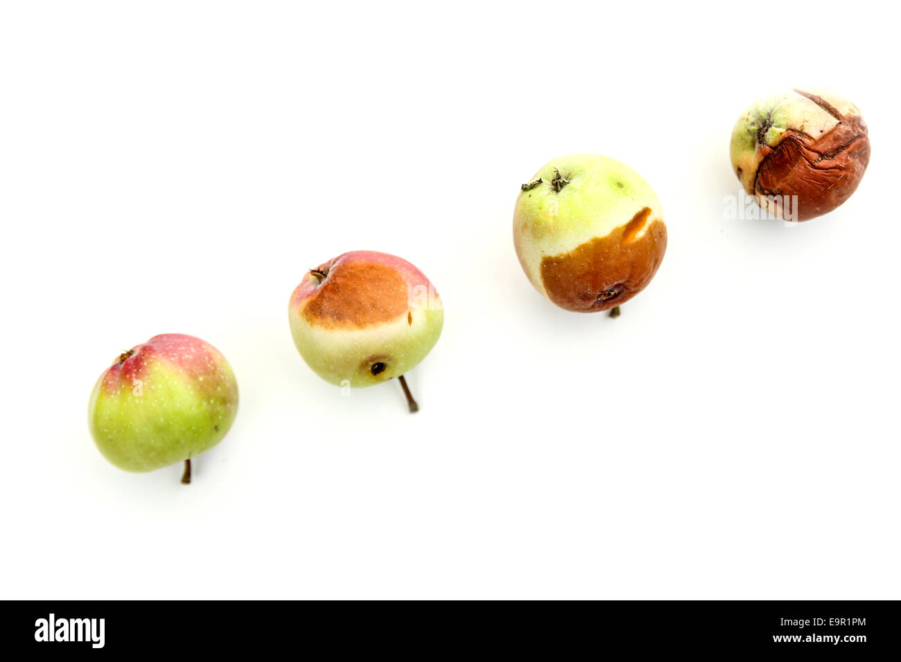 Stadien des Zerfalls. Einen faulen Apfel Stockfotografie - Alamy