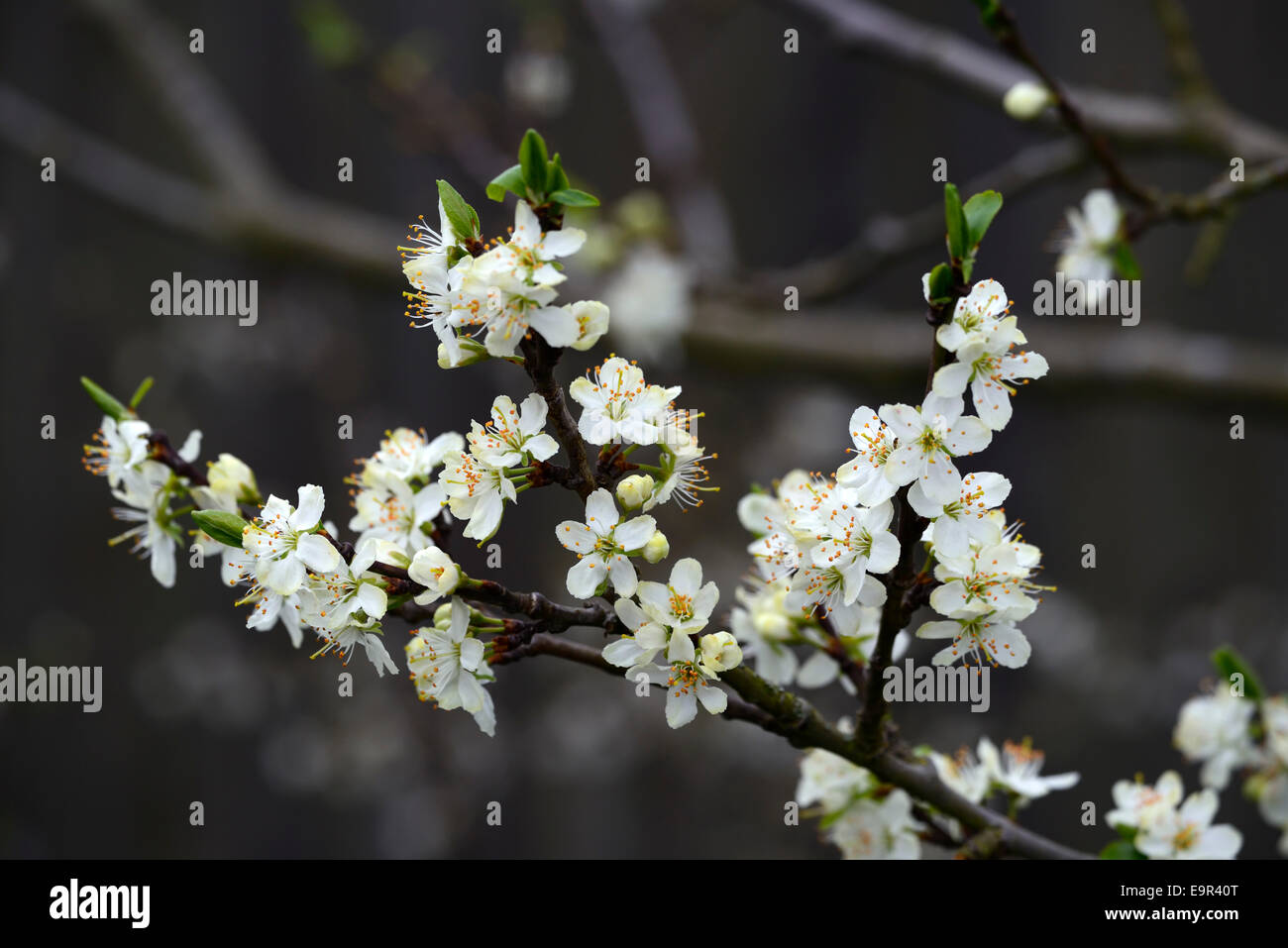 Prunus insititia merryweather -Fotos und -Bildmaterial in hoher ...