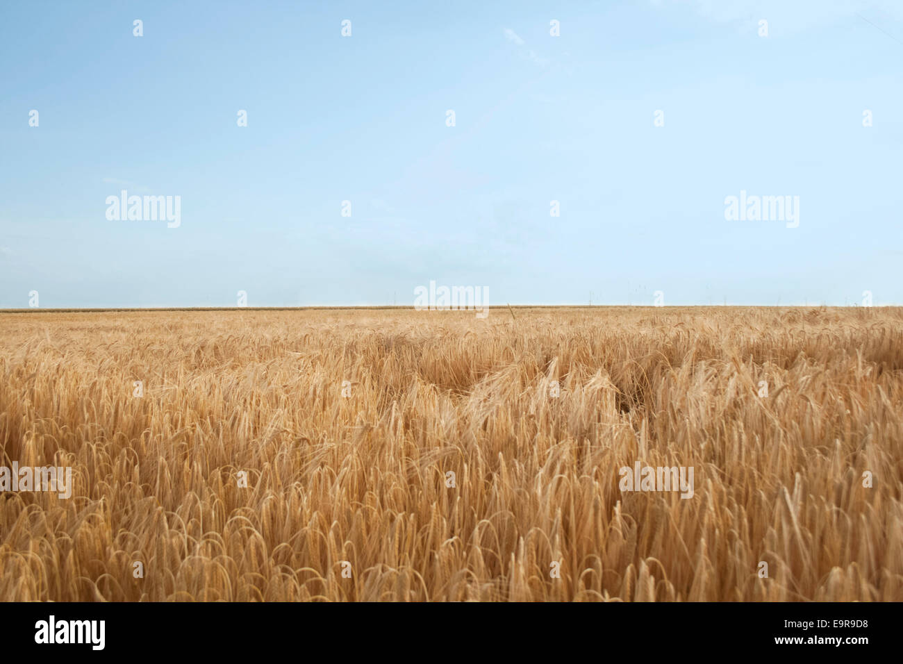 Dinkel getreide feld -Fotos und -Bildmaterial in hoher Auflösung – Alamy