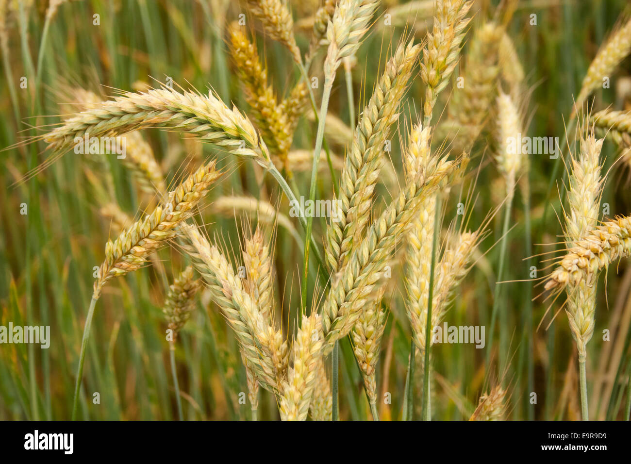 Dinkel feld -Fotos und -Bildmaterial in hoher Auflösung – Alamy