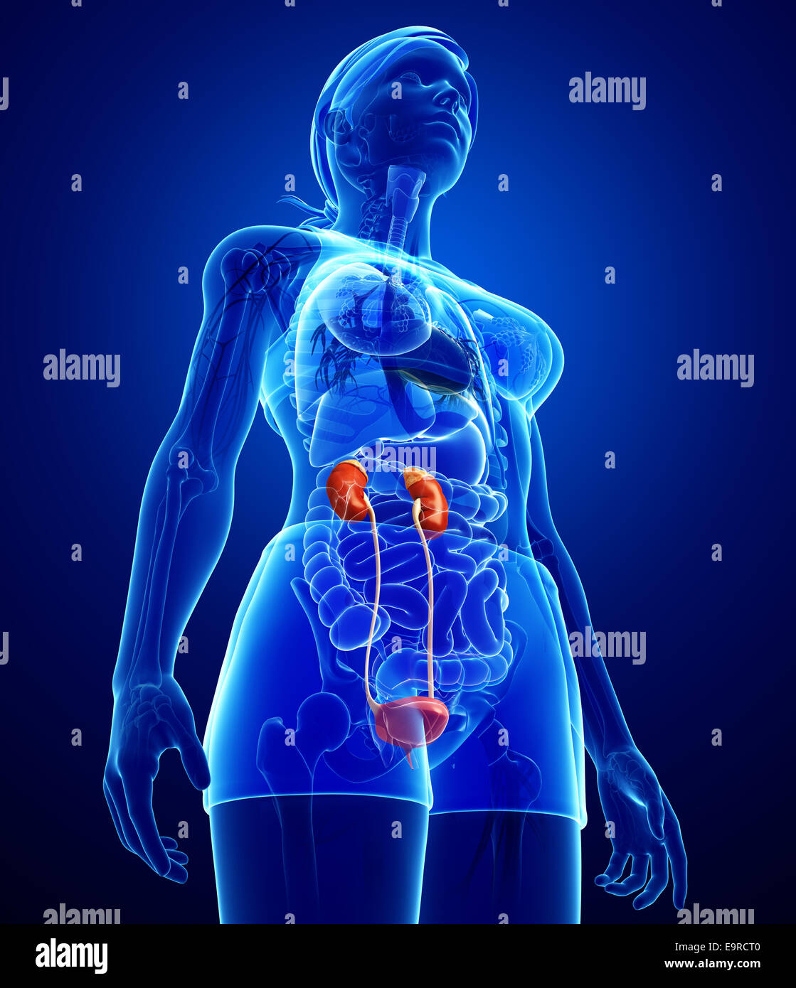 Female renal system -Fotos und -Bildmaterial in hoher Auflösung – Alamy