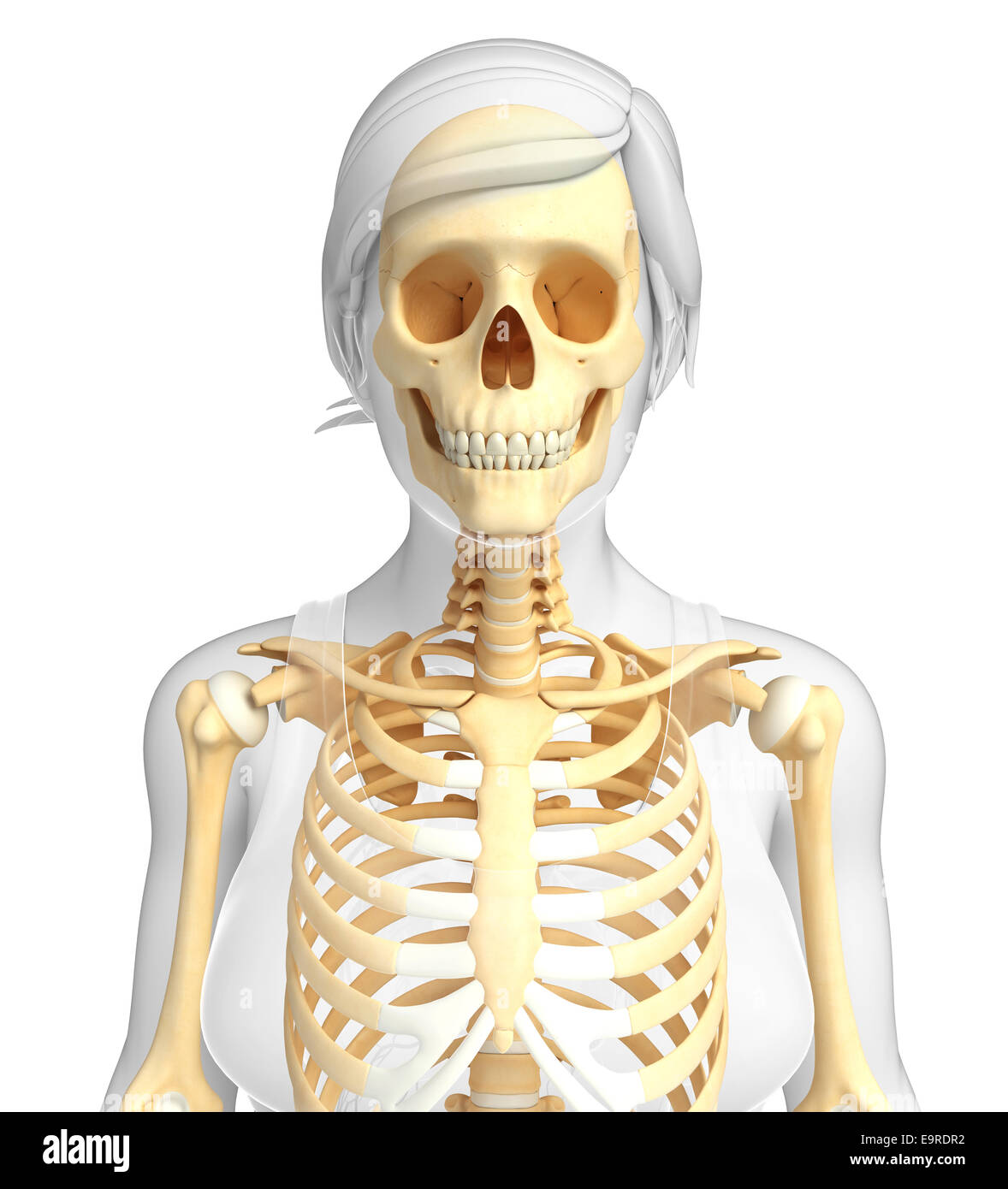 Abbildung der menschlichen Skelett Anatomie Stockfotografie - Alamy