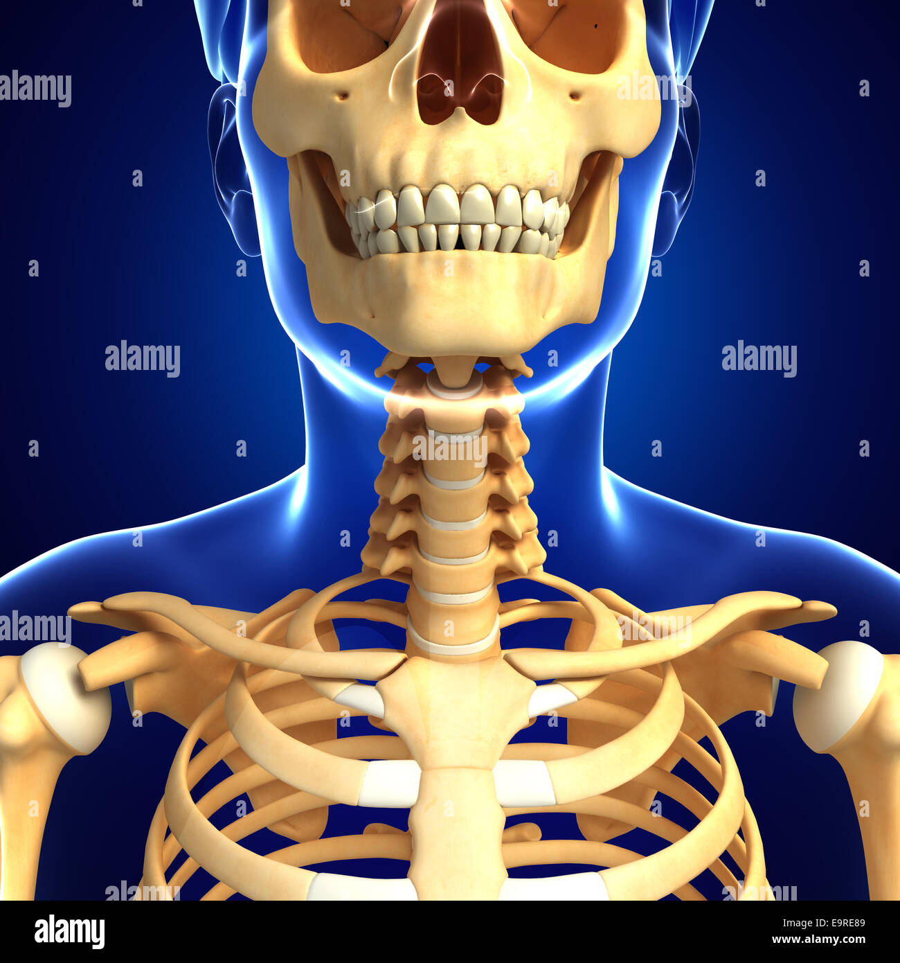 Anatomischer hals -Fotos und -Bildmaterial in hoher Auflösung – Alamy