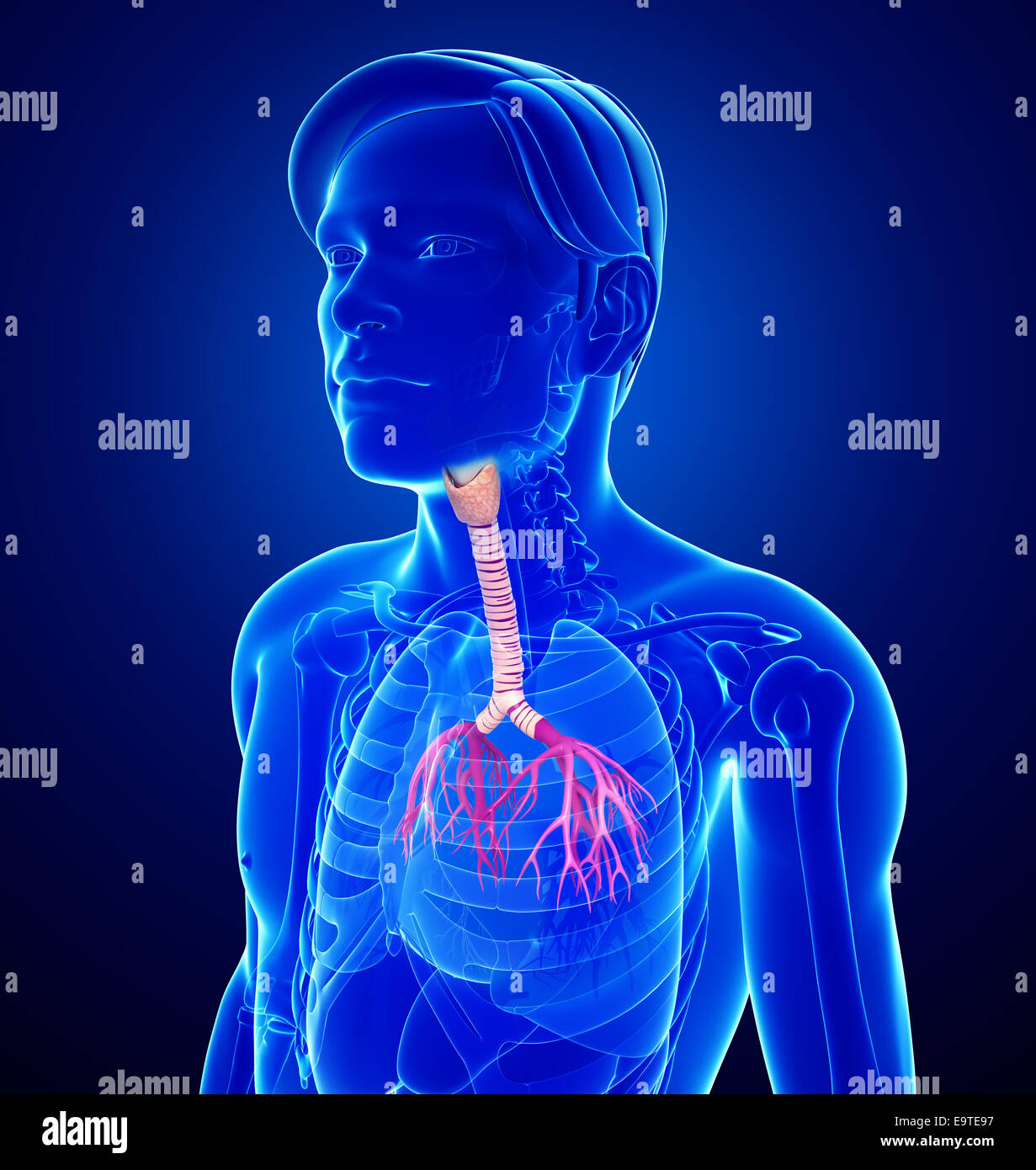Rachen anatomie -Fotos und -Bildmaterial in hoher Auflösung – Alamy