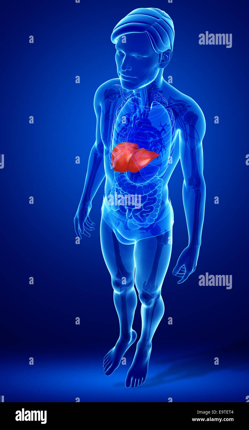 Darstellung der männlichen Anatomie der Leber Stockfotografie - Alamy