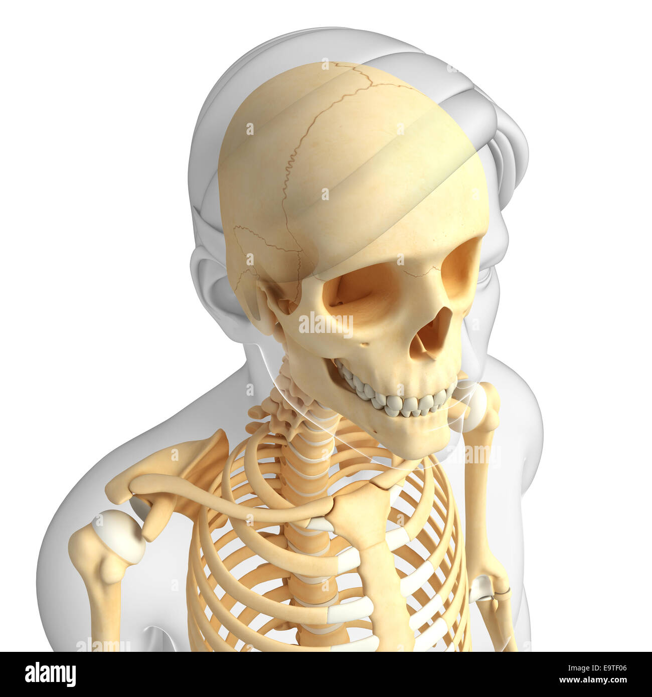 Abbildung der menschlichen Skelett Anatomie Stockfotografie - Alamy