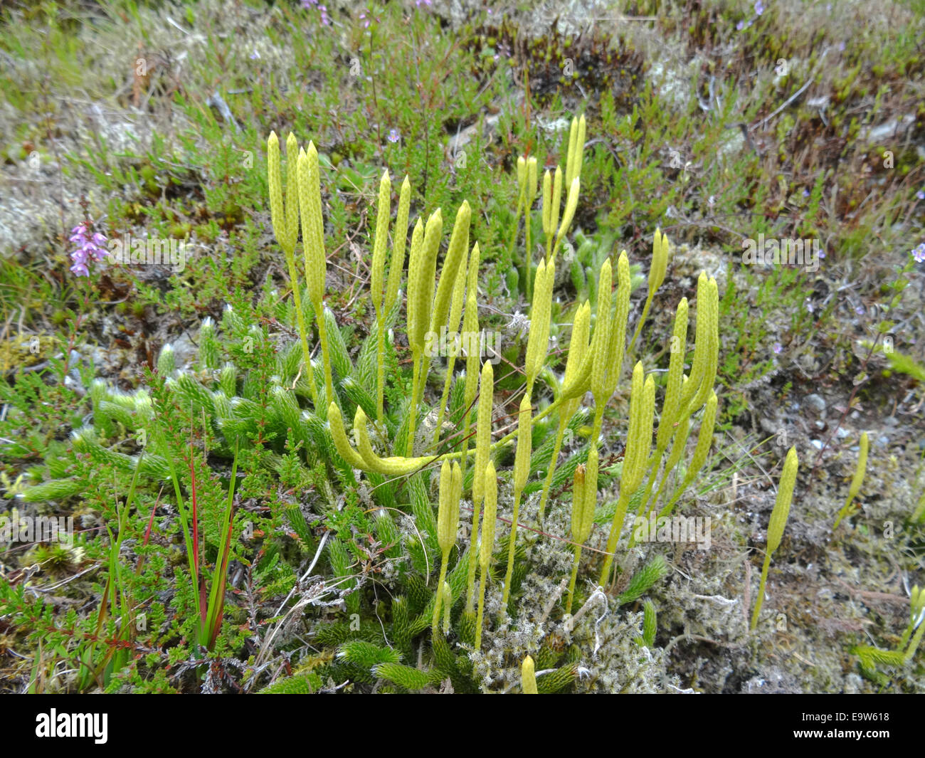 Stag es-Horn Bärlappen (Lycopodium Clavatum) im Sommer, UK ...
