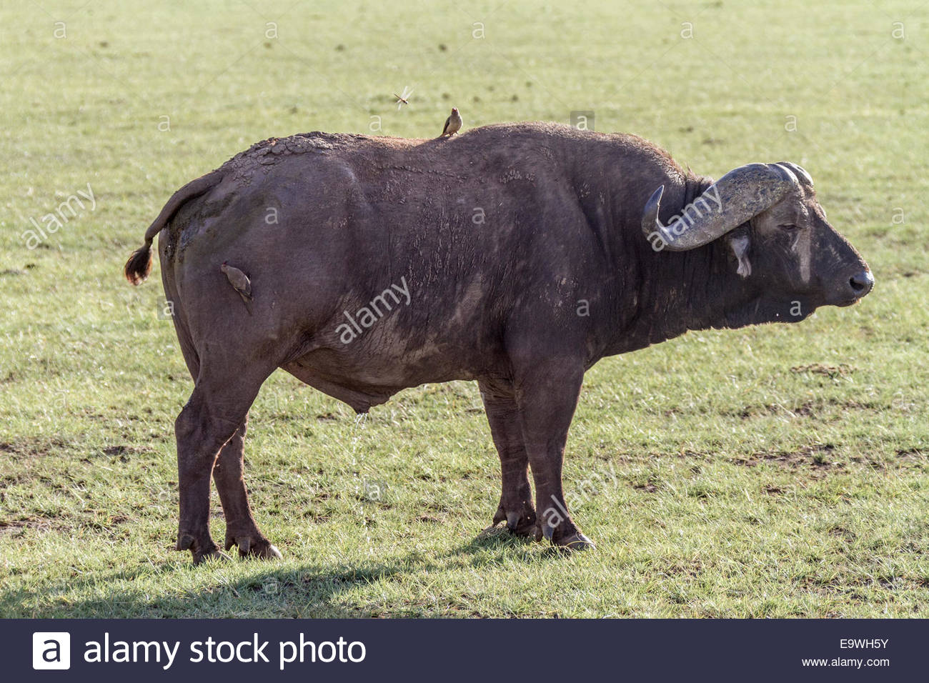 Cow Dung Africa Stockfotos & Cow Dung Africa Bilder - Alamy