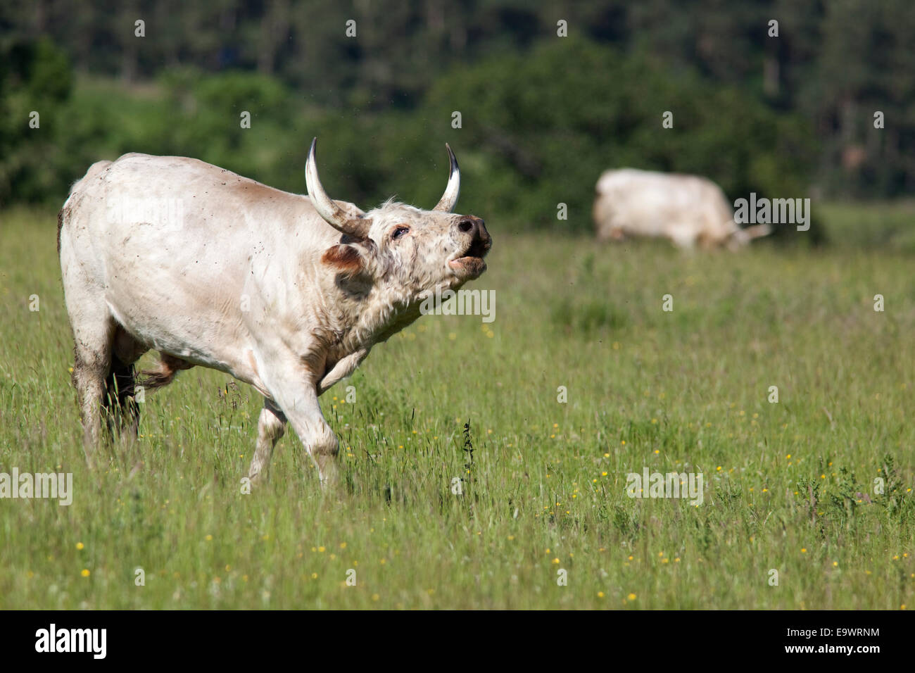 Wild Cattle Chillingham Park Northumberland Stockfotos & Wild Cattle ...
