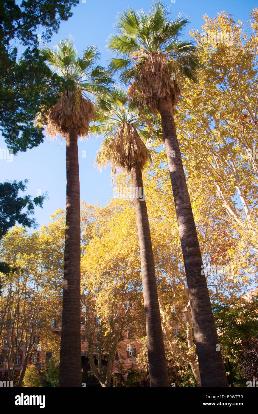 Palm trees rome italy -Fotos und -Bildmaterial in hoher Auflösung – Alamy
