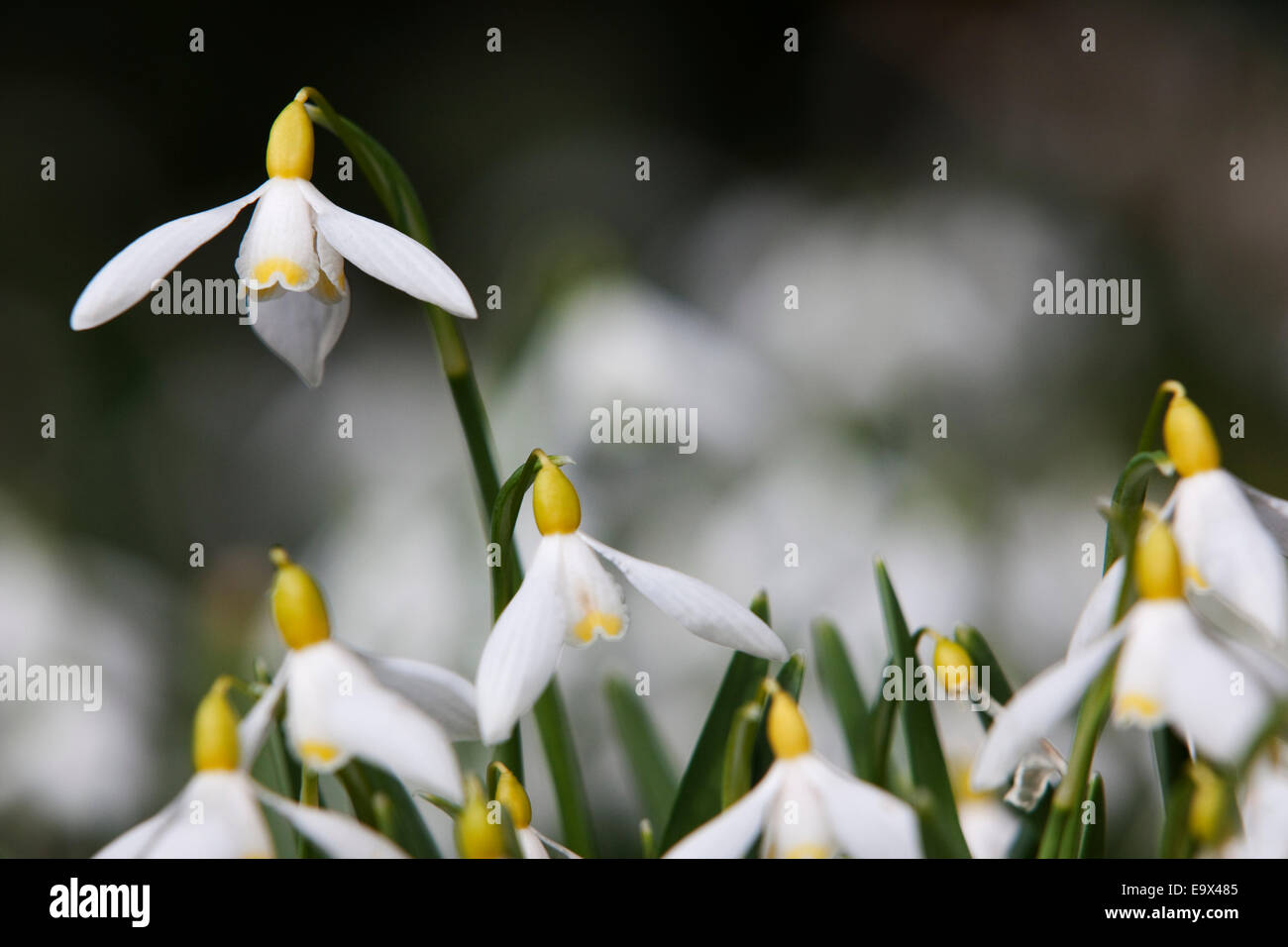 Das schneeglöckchen -Fotos und -Bildmaterial in hoher Auflösung – Alamy
