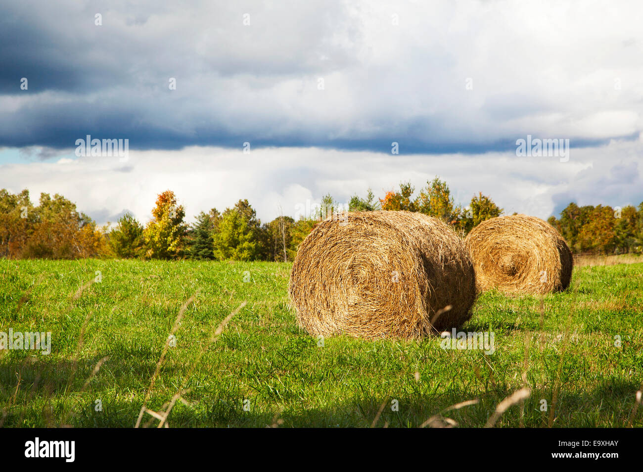 Goldene garben -Fotos und -Bildmaterial in hoher Auflösung – Alamy