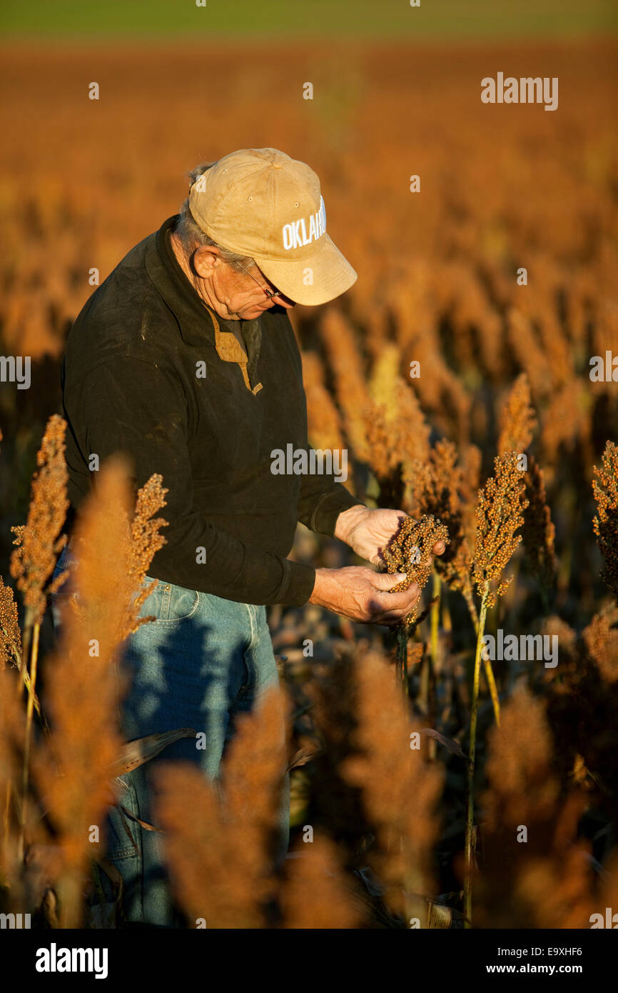Milo Field Crops Stockfotos & Milo Field Crops Bilder - Alamy