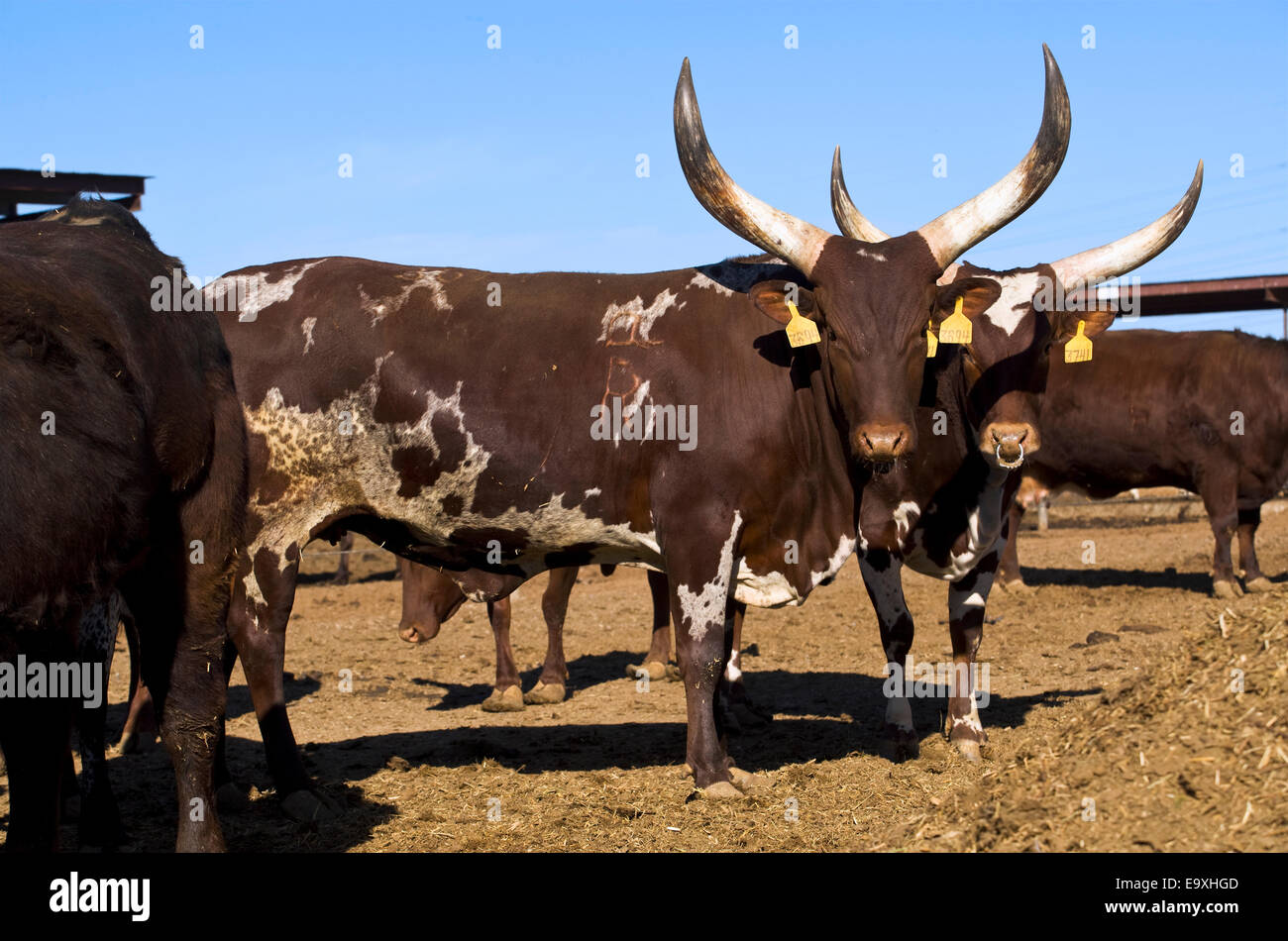 Feedlot usa -Fotos und -Bildmaterial in hoher Auflösung - Seite 2 - Alamy