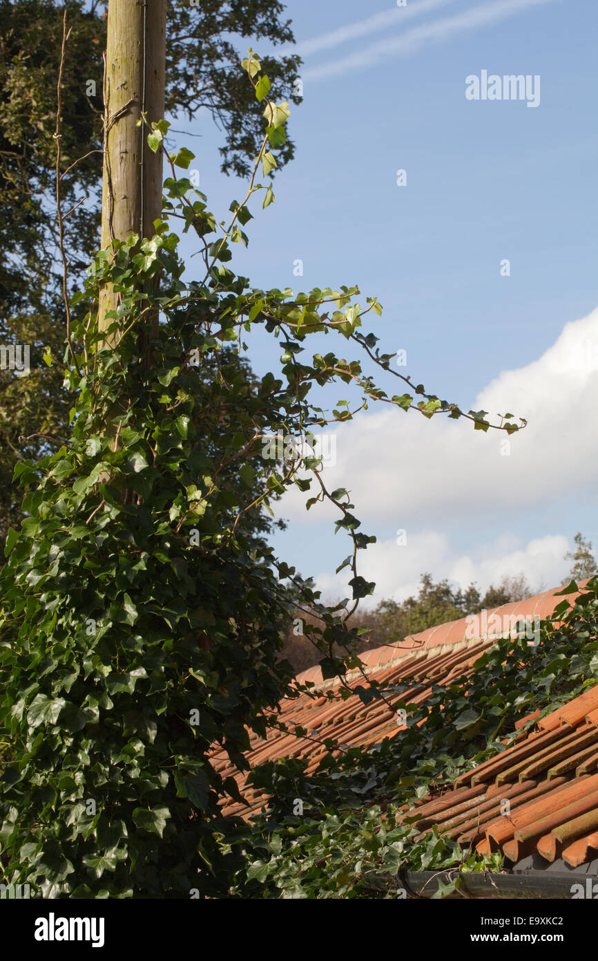 Efeu (Hedera Helix). Klettern und eine Stromleitung vertuschen ...