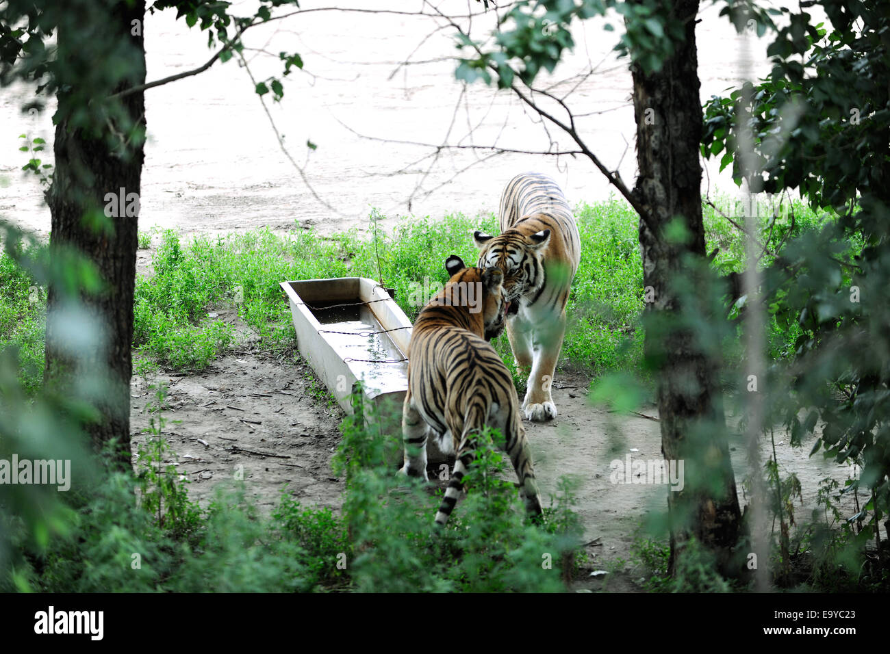 Siberian tiger harbin china -Fotos und -Bildmaterial in hoher Auflösung ...