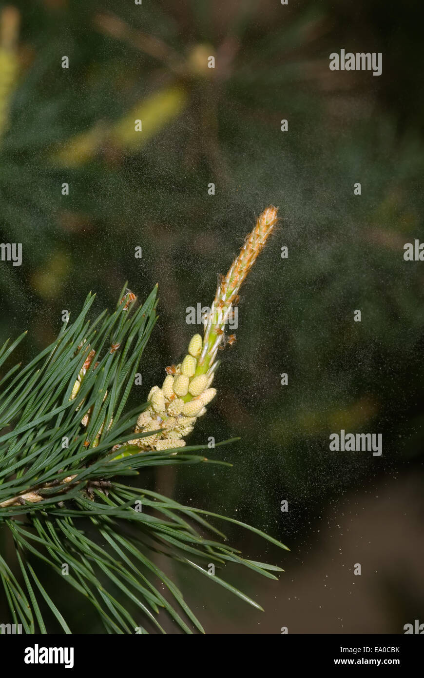 Pine pollen allergy spring -Fotos und -Bildmaterial in hoher Auflösung ...