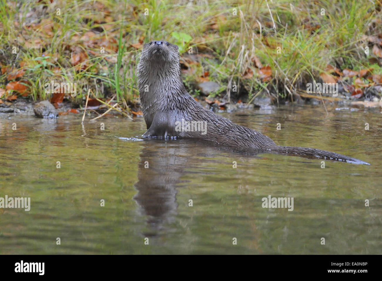 European otter lutra lutra germany -Fotos und -Bildmaterial in hoher Auflösung – Alamy