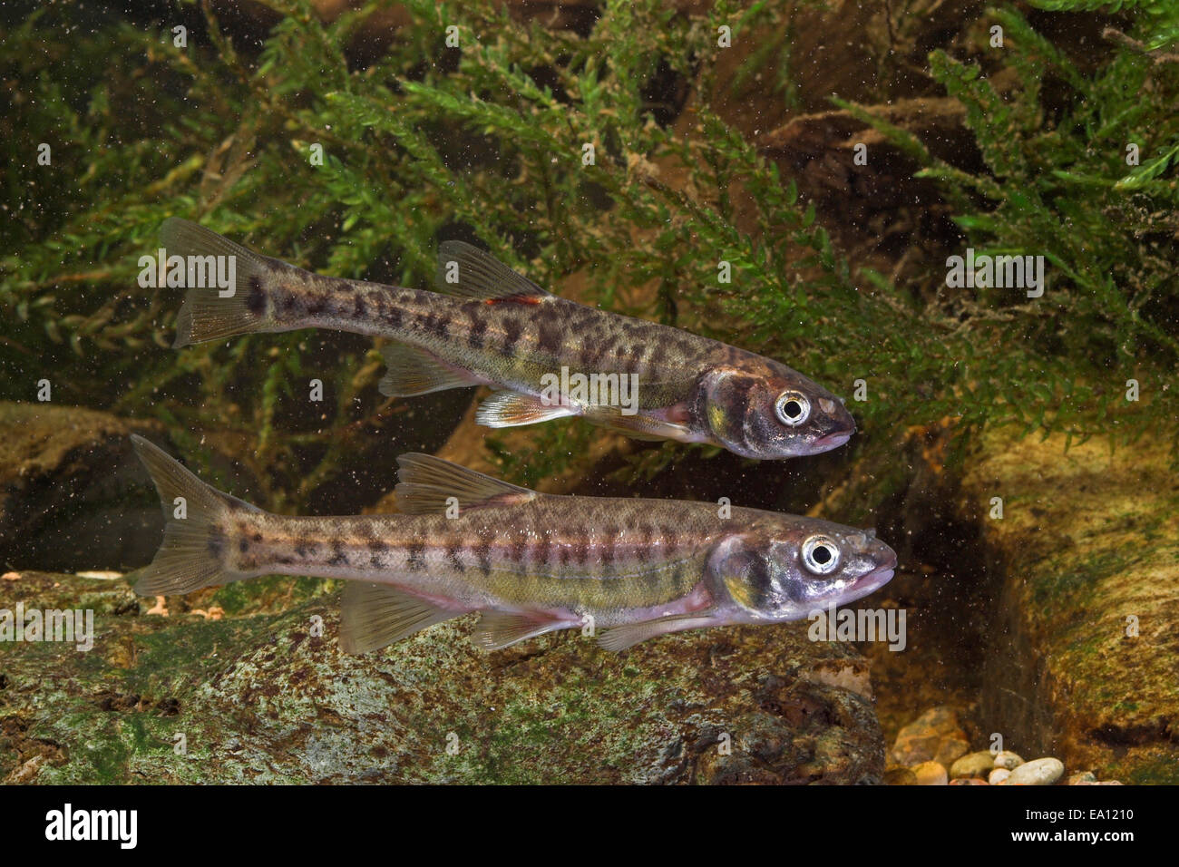 Elritze, Elritze, Pfrille, Phoxinus phoxinus Stockfotografie - Alamy