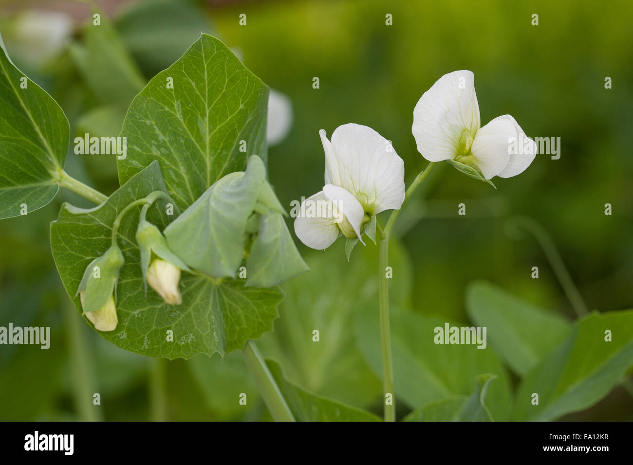Erbse, Garten Erbsen, Veranstaltungen, Gartenerbse, Speiseerbse, Speise ...