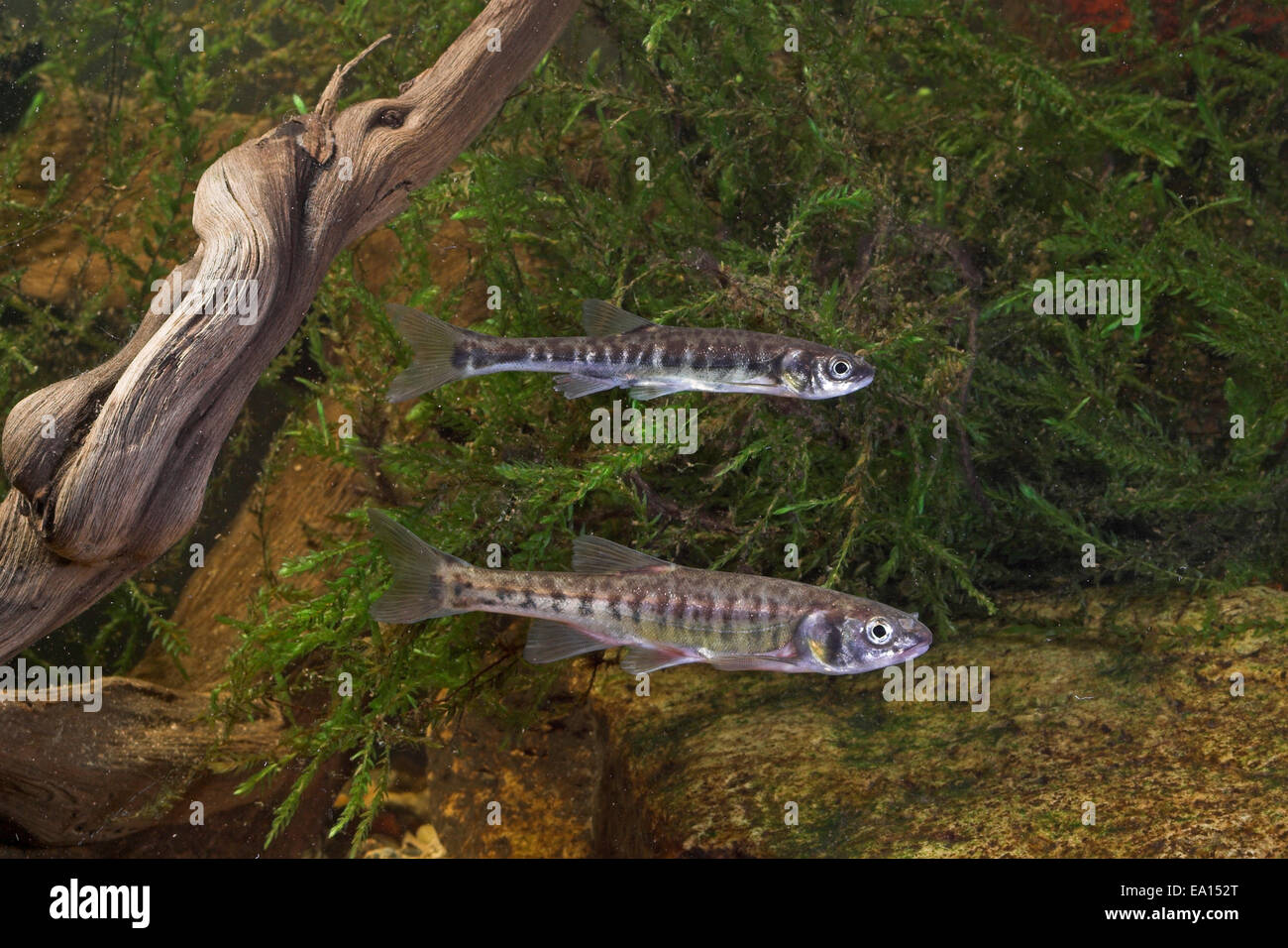 Elritze, Elritze, Pfrille, Phoxinus phoxinus Stockfotografie - Alamy