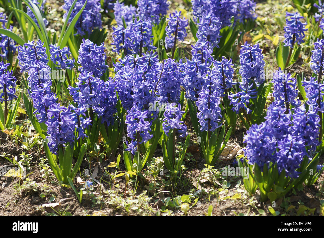 Hyazinthen orientalis -Fotos und -Bildmaterial in hoher Auflösung – Alamy