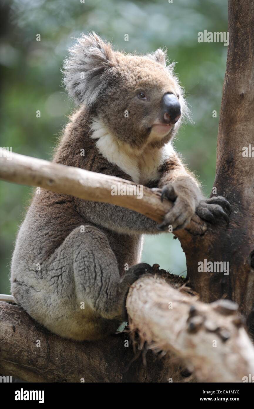 Koala lebensraum -Fotos und -Bildmaterial in hoher Auflösung – Alamy