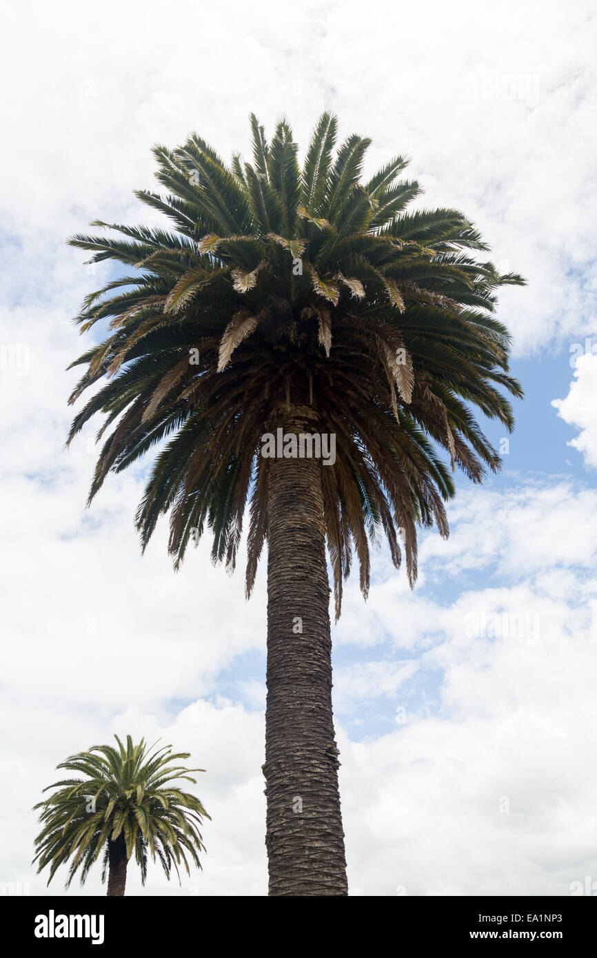 Neue palme -Fotos und -Bildmaterial in hoher Auflösung – Alamy