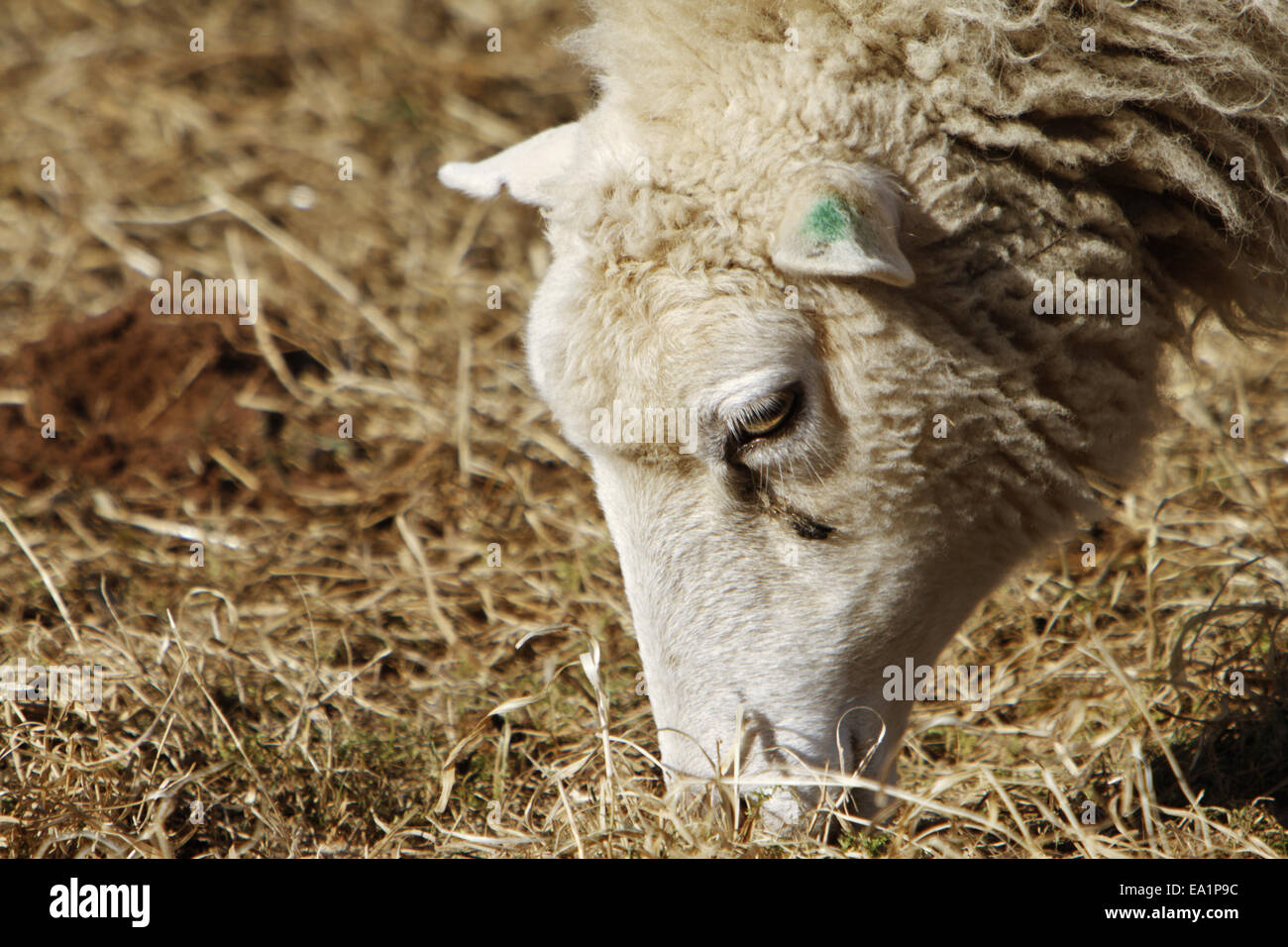 Gattung schafe ovis -Fotos und -Bildmaterial in hoher Auflösung – Alamy