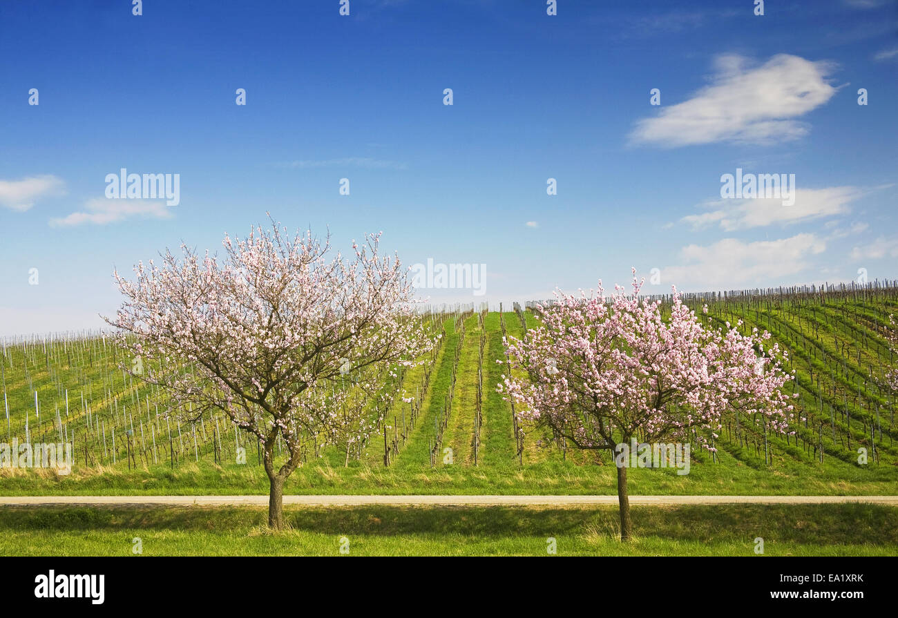 Mandel baum -Fotos und -Bildmaterial in hoher Auflösung – Alamy