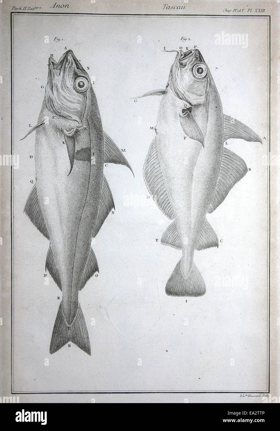 Flossen von fischen -Fotos und -Bildmaterial in hoher Auflösung – Alamy