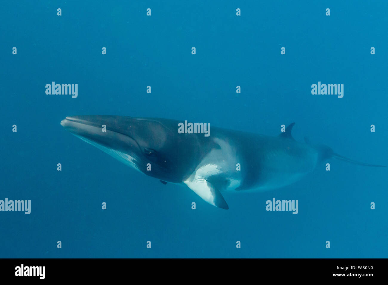 Zwerg zwergwal -Fotos und -Bildmaterial in hoher Auflösung – Alamy