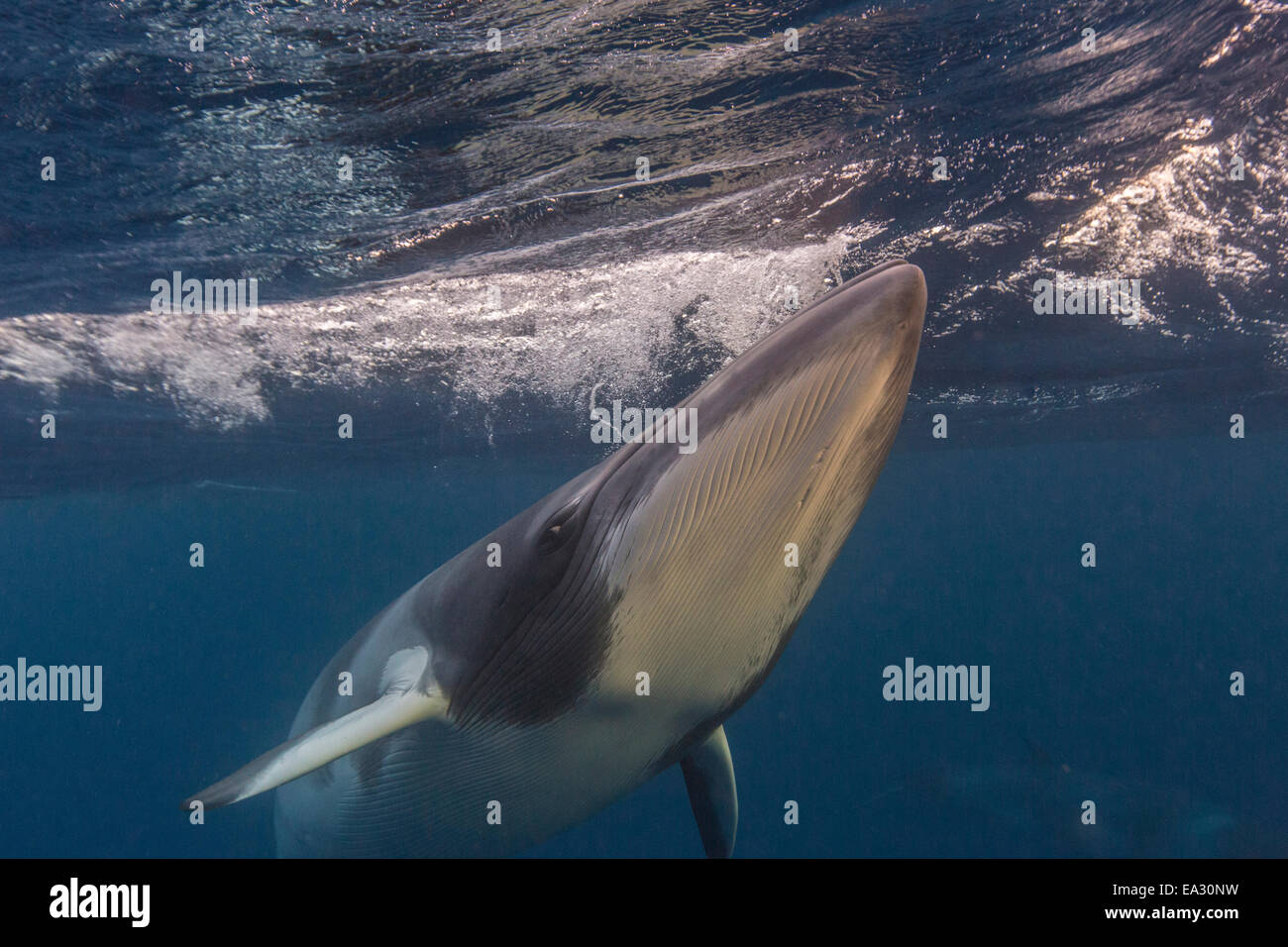 Zwerg zwergwal -Fotos und -Bildmaterial in hoher Auflösung – Alamy