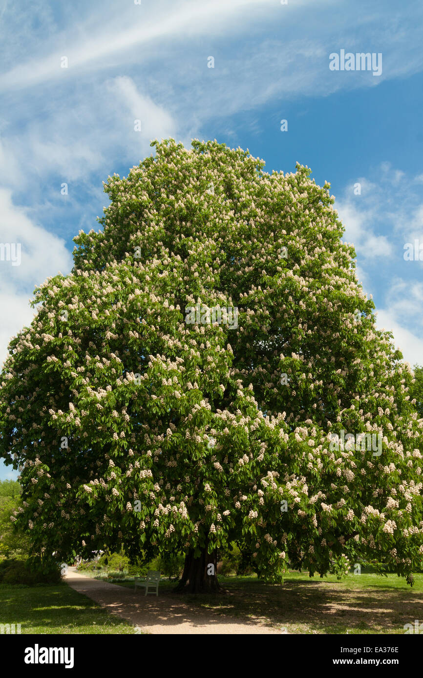 Kastanienbaum in voller Blüte Stockfotografie - Alamy